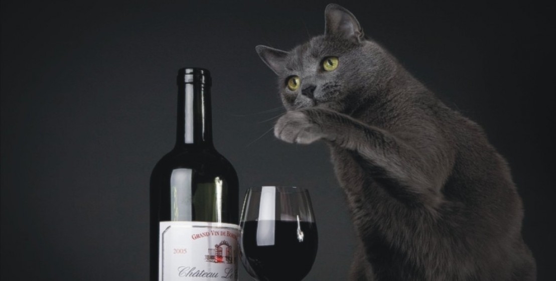 ¿Vino para gatos?