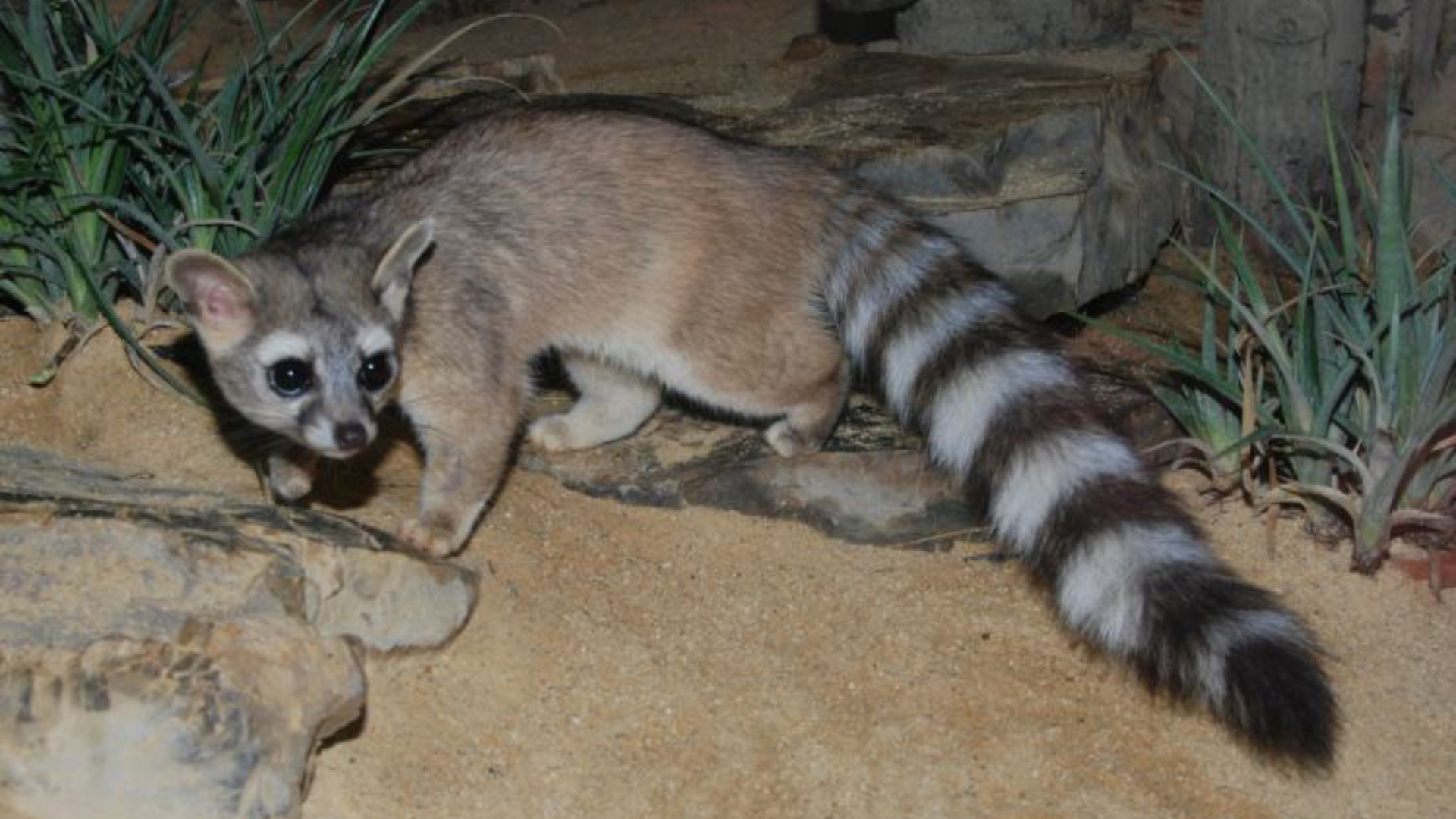 Video Captan cacomixtle en la reserva de la Sierra Gorda de Guanajuato ...