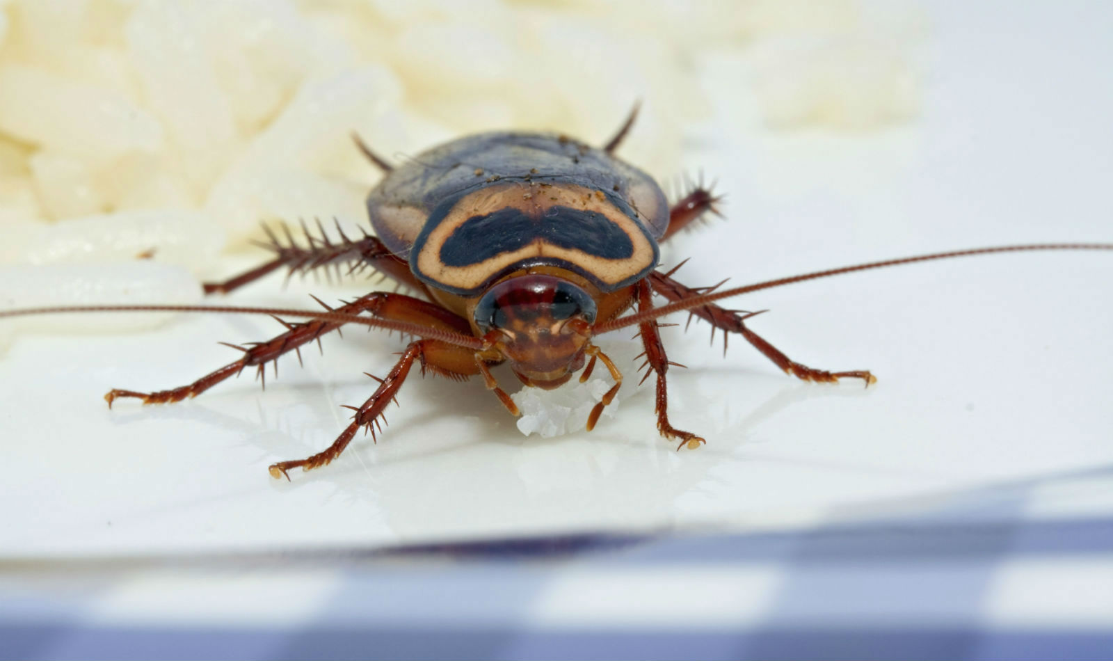 Evita estos alimentos en tu cocina, atraen la presencia de cucarachas