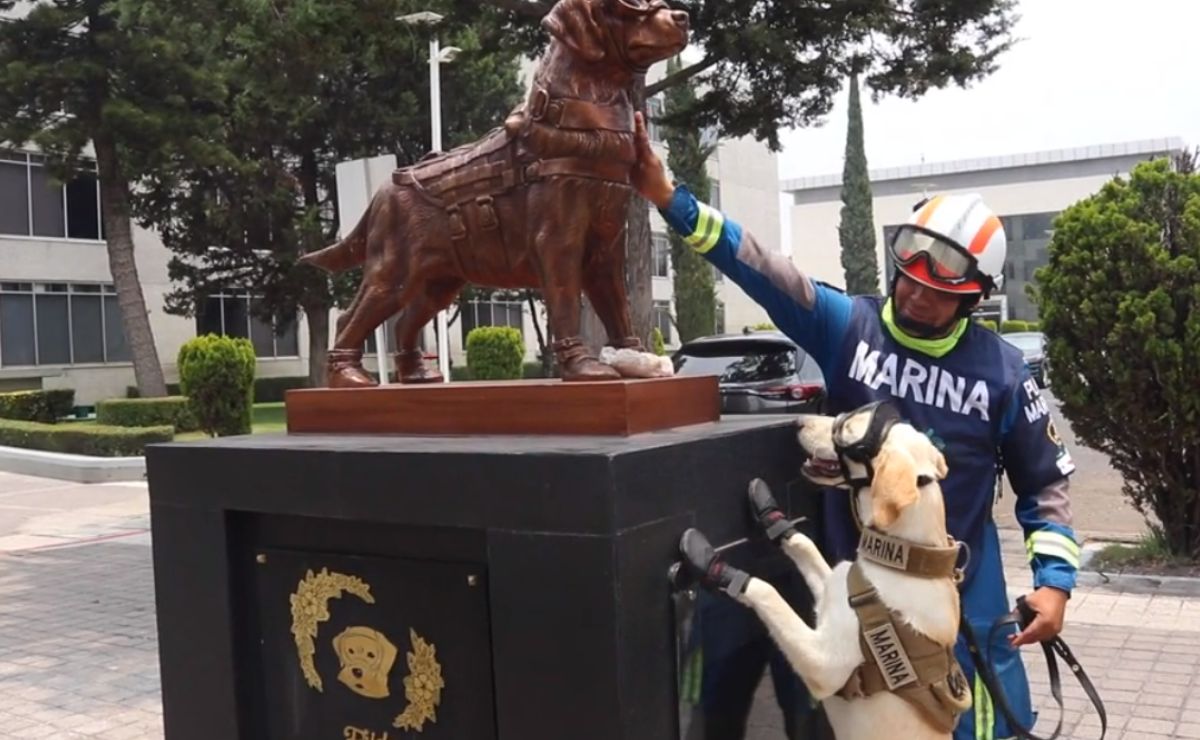 Video de Maya, la perrita rescatista que sigue el legado de Frida en la ...