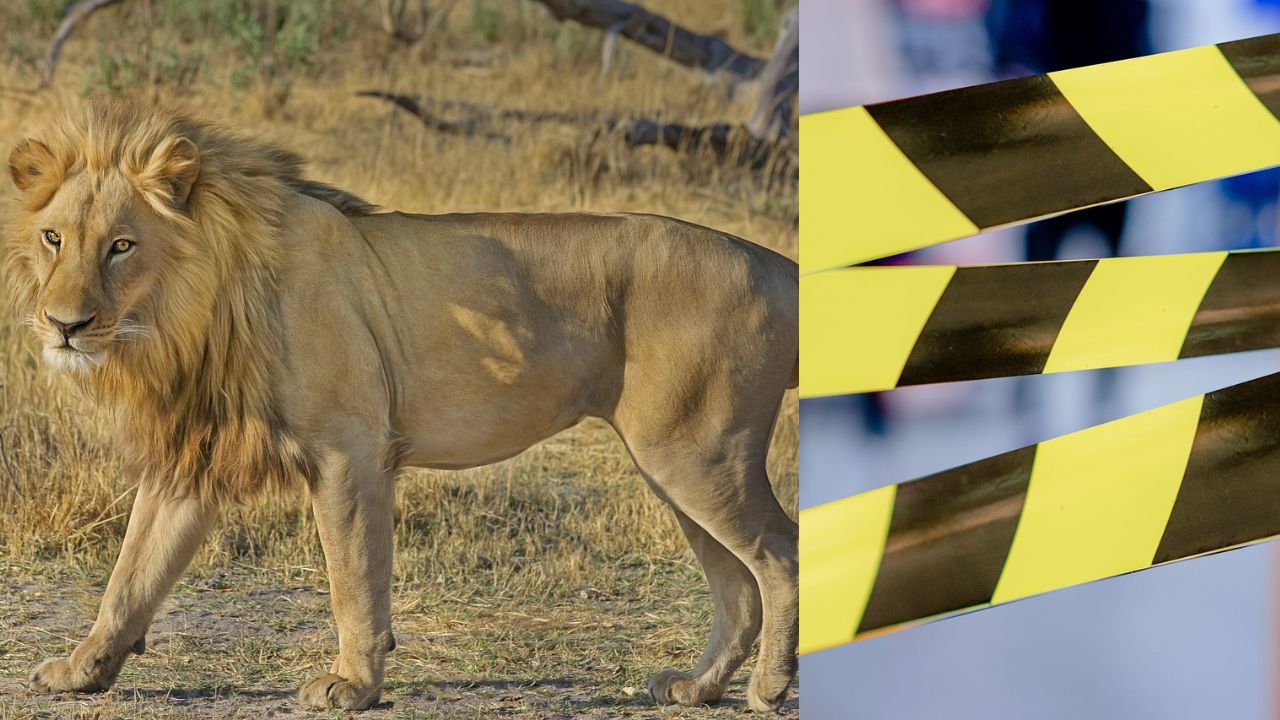 León ataca y mata a un hombre que se quería tomar una selfie en la India