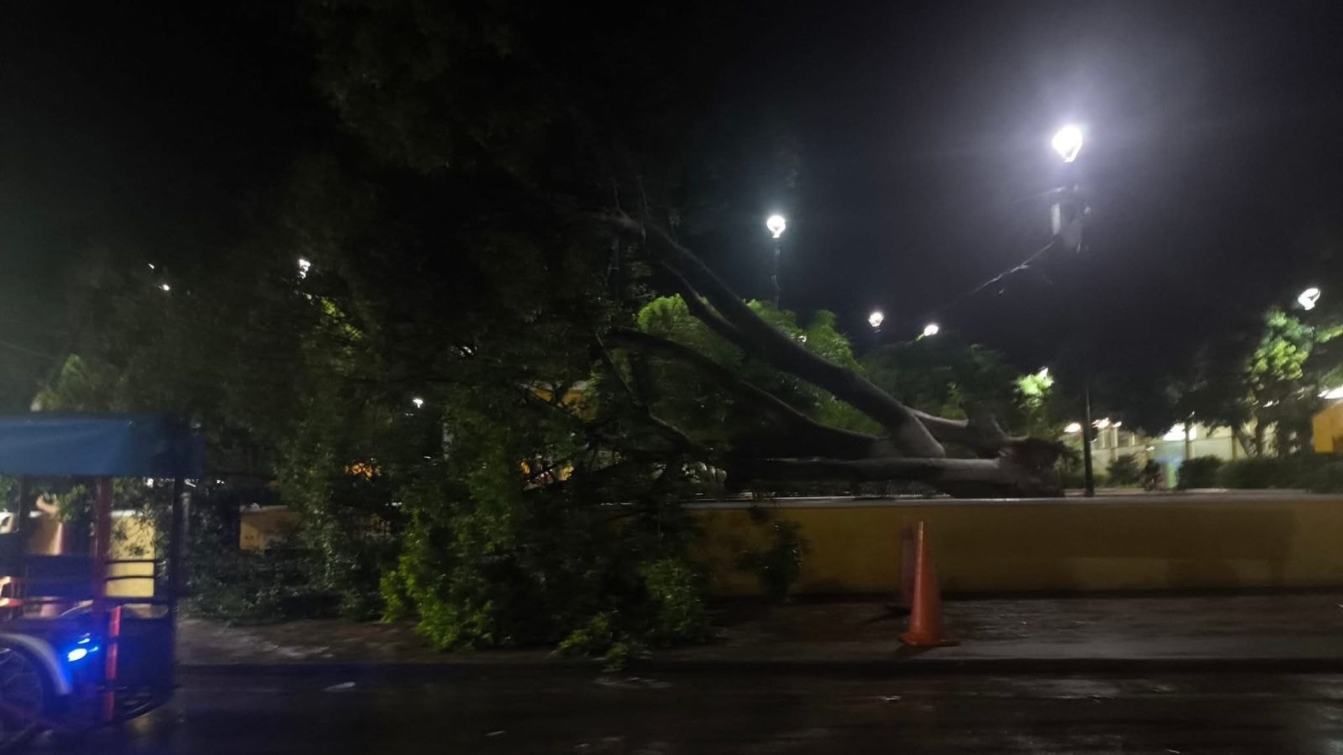 Árbol centenario en Kanasín cede por las fuertes lluvias y vientos