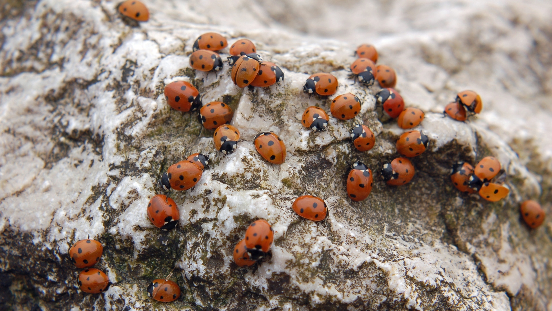 ¿Por qué este insecto está invadiendo los hogares en Illinois?