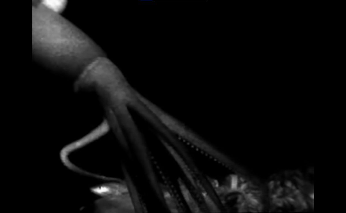 Captan por primera vez en video un calamar gigante cazando a su presa