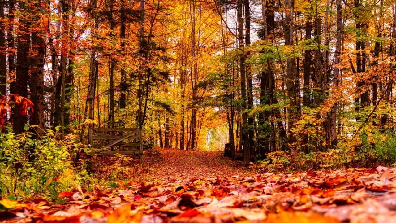 Por qué las hojas cambian de color en otoño y se ponen amarillas o marrones