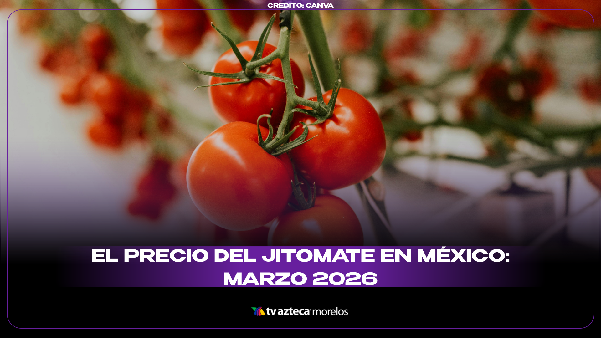 El precio del jitomate en México: marzo 2026