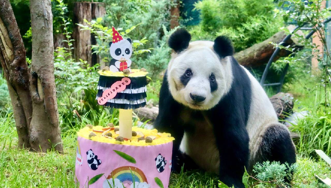 ¿Cuánto cuesta y cómo llegar al Zoológico de Chapultepec en vacaciones ...