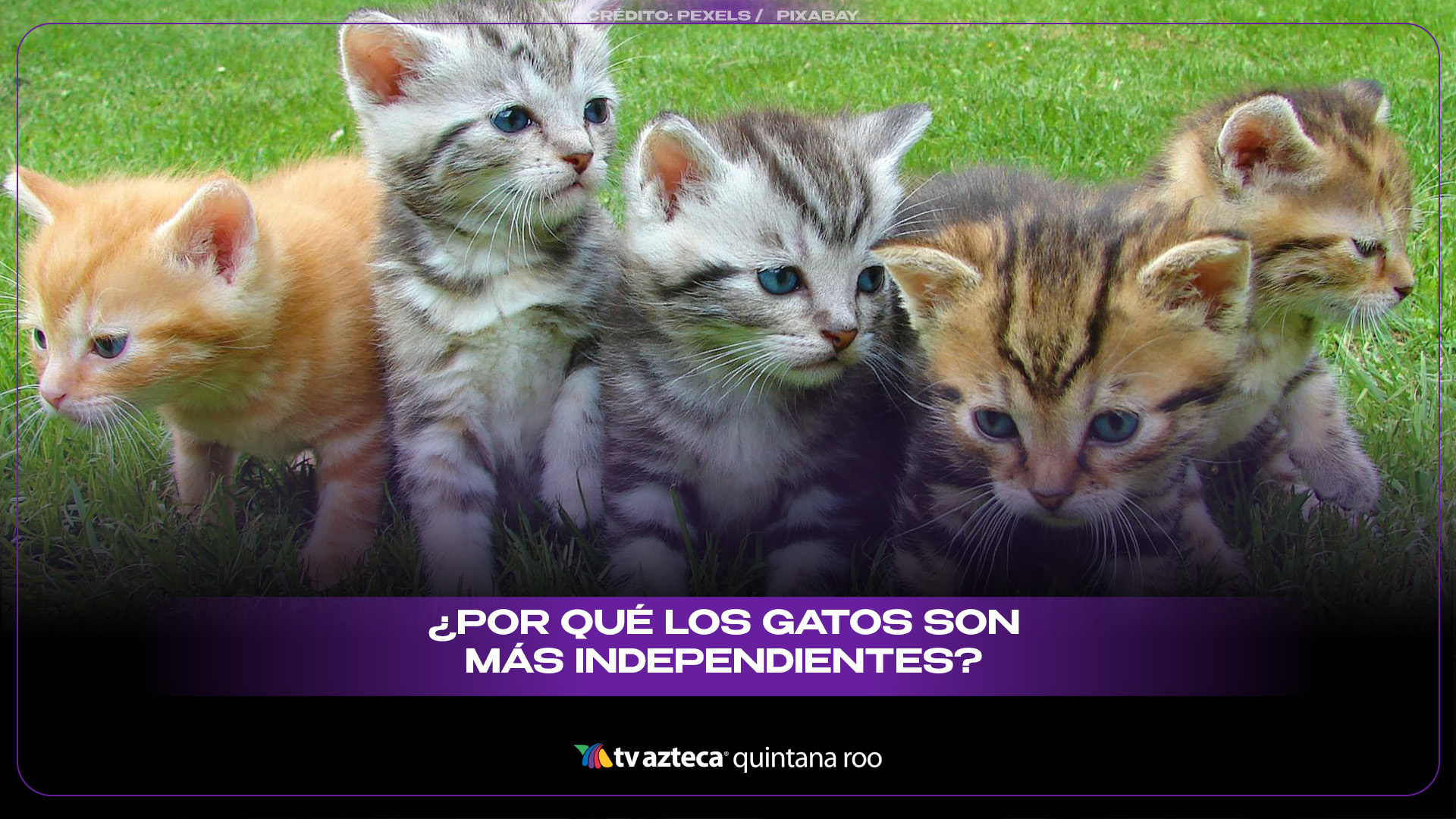 ¿Por qué los gatos son más independientes que los perros?