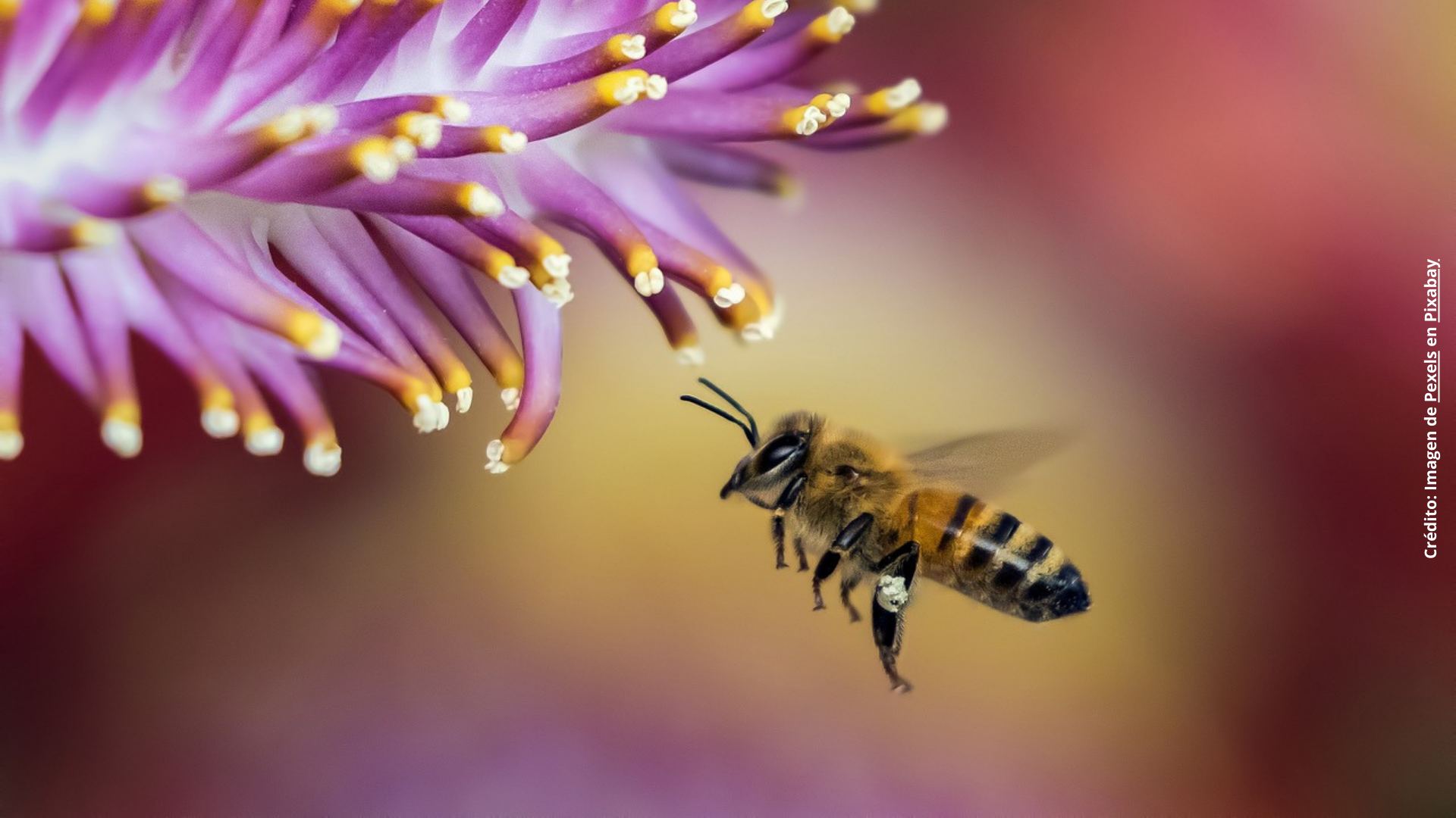 ¿Qué significa encontrar abejas muertas en casa?