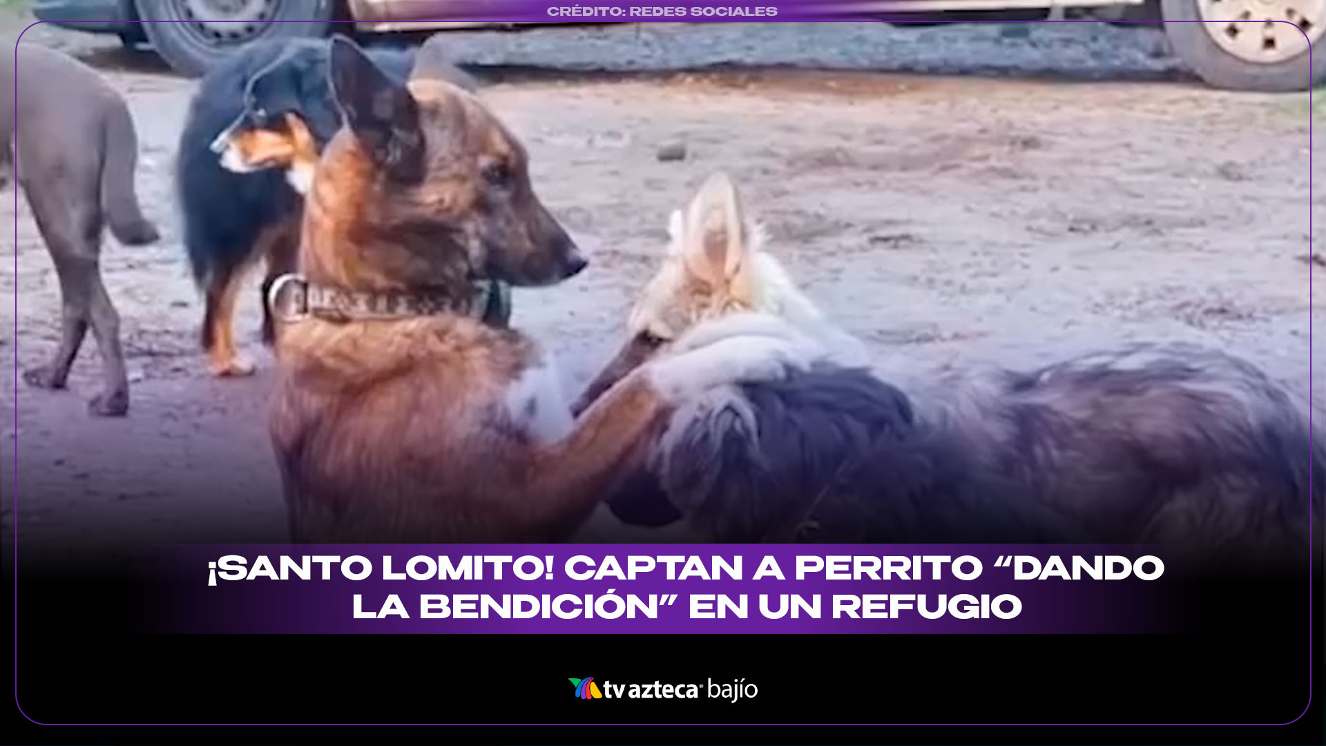 Captan a lomito “dando la bendición” a otro perrito en un refugio y las ...