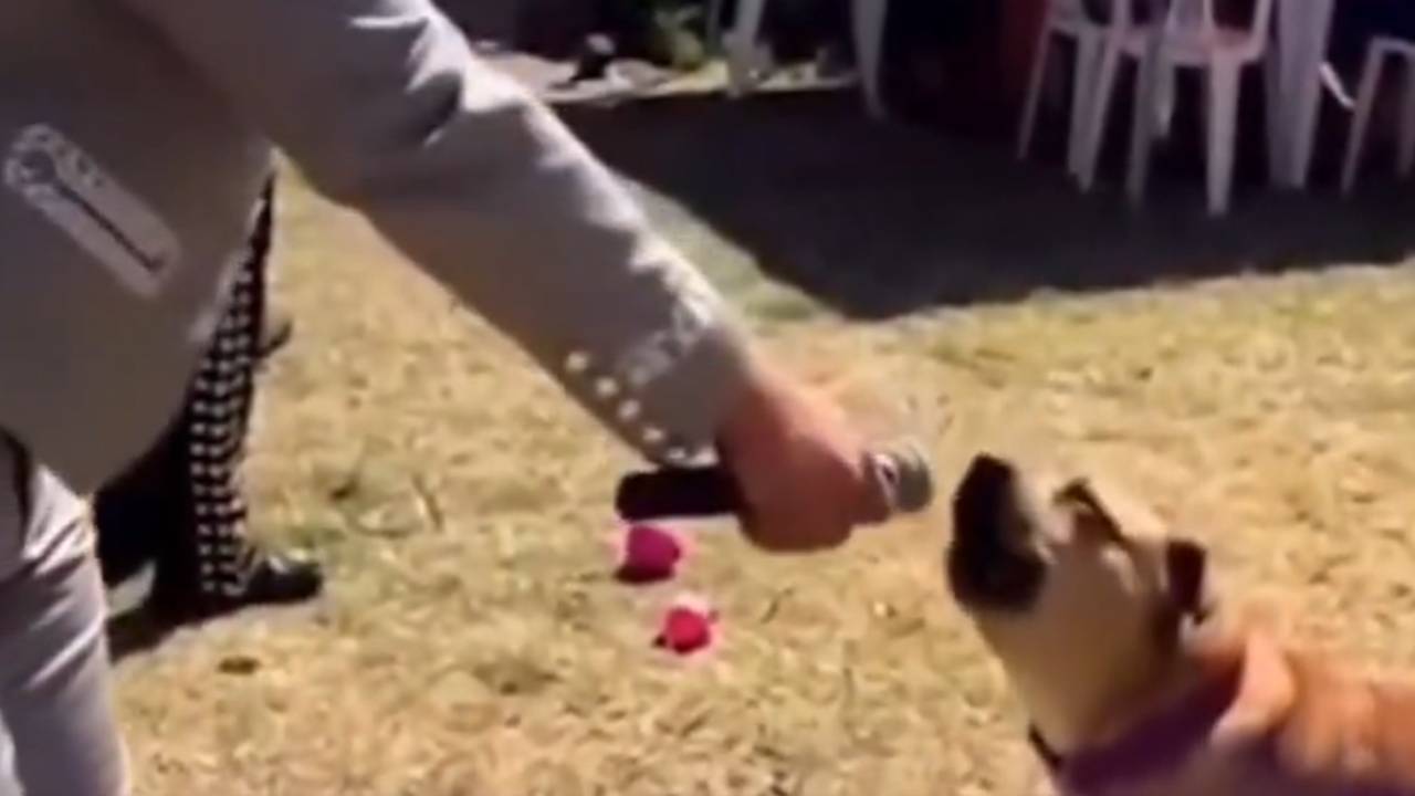 El lomito despechado: perrito canta con mariachi y se vuelve sensación ...