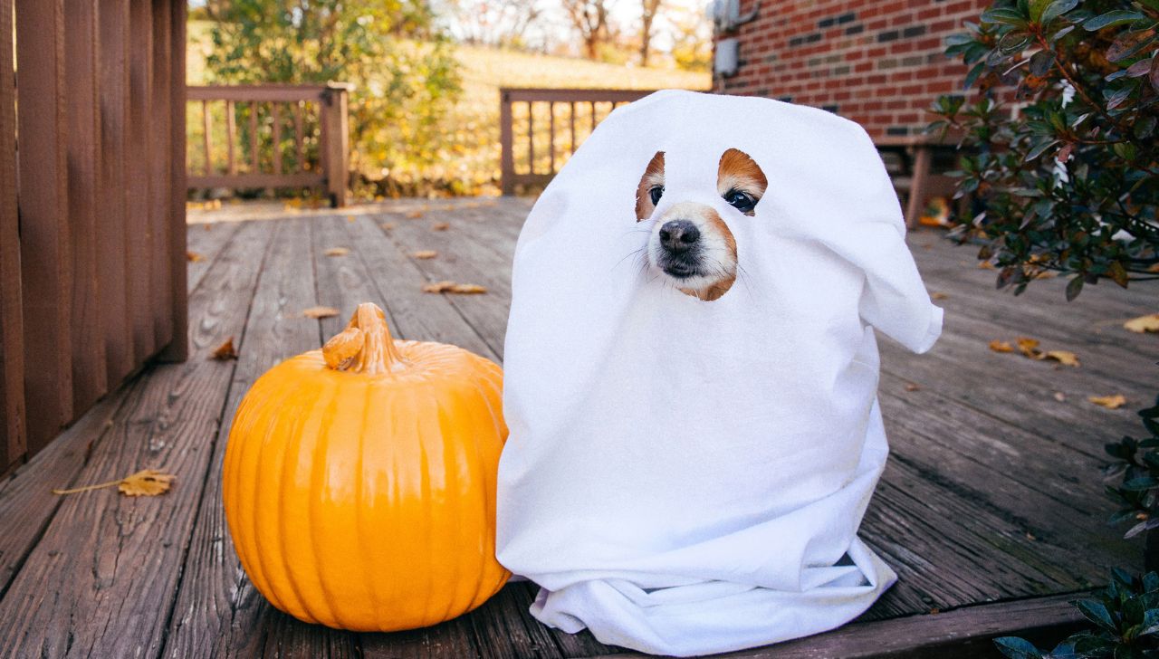 Perrito disfrazado de calabaza para Halloween 2024 se hace viral en ...