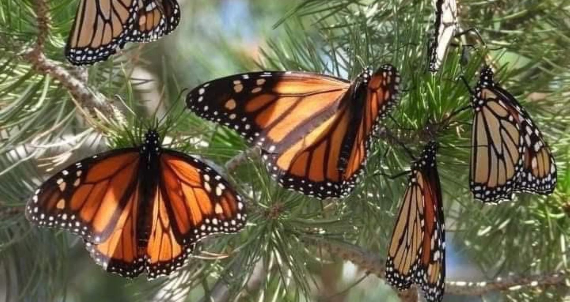Las majestuosas mariposas monarcas pintan el cielo michoacano de ...