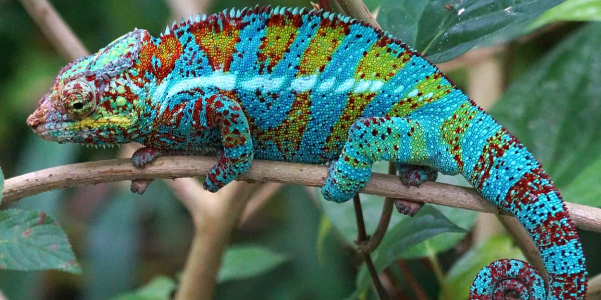 8 animales que impresionan por sus colores brillantes
