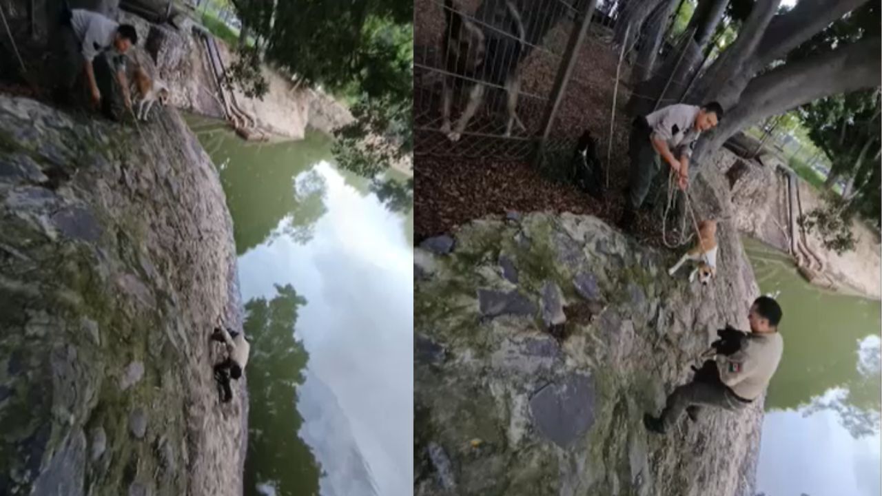 Guardabosques rescatan a perrito de un vaso regulador en Guadalajara