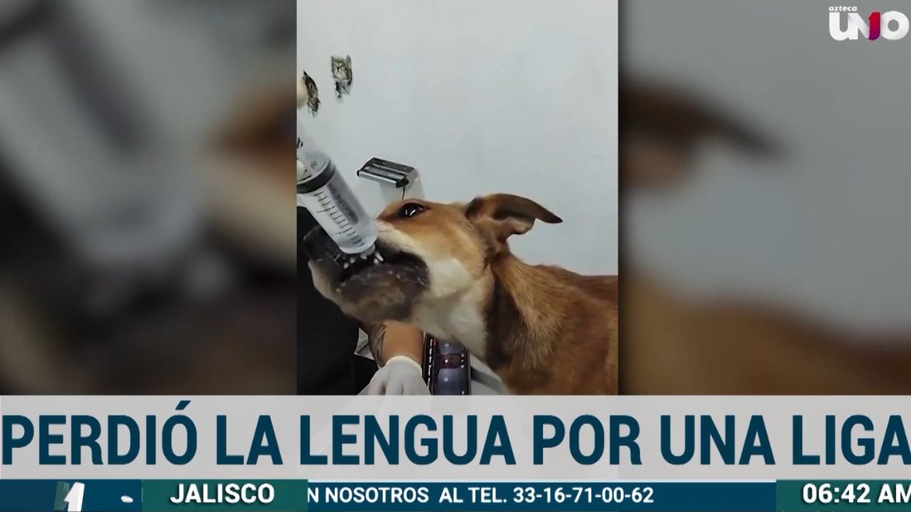 Esta es la historia de Ángela, la perrita que perdió la lengua al ...