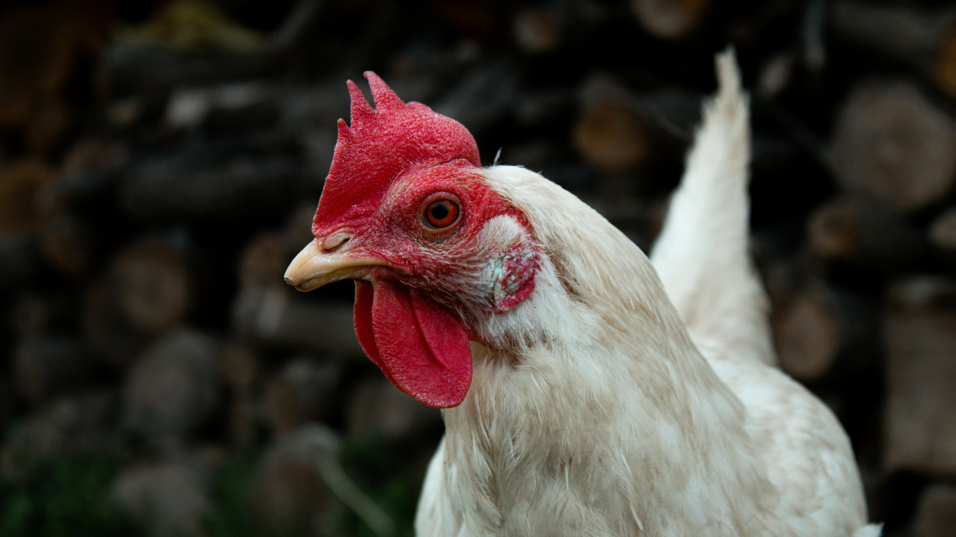 Primer fallecimiento por gripe aviar H5N5: síntomas, origen y nivel de ...