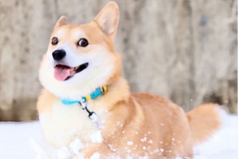 No murió Cheems pero sí este otro perrito famoso por miles de memes
