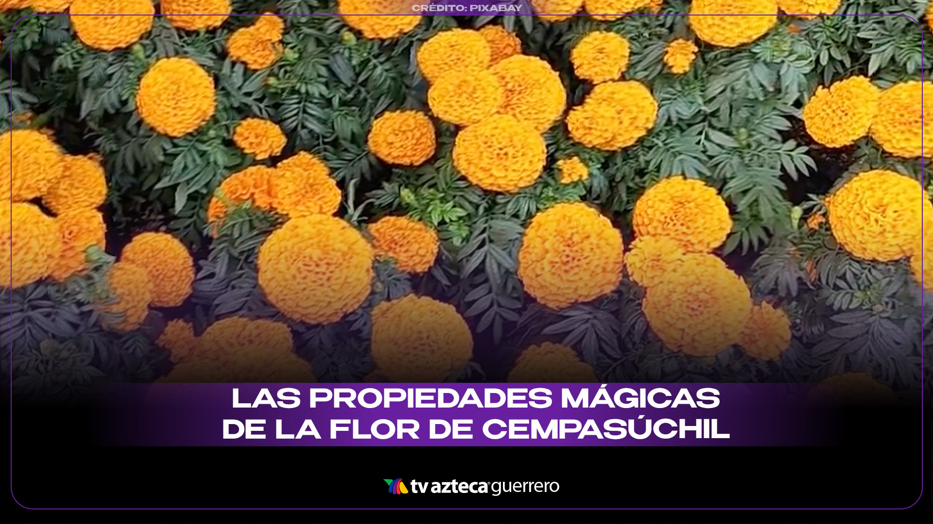 ¿Por qué la flor de cempasúchil un tesoro de la medicina tradicional ...