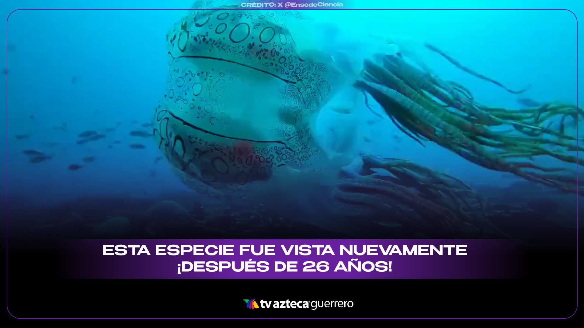 Medusa Chirodectes maculatus: Todo sobre su sorprendente Reaparición en ...