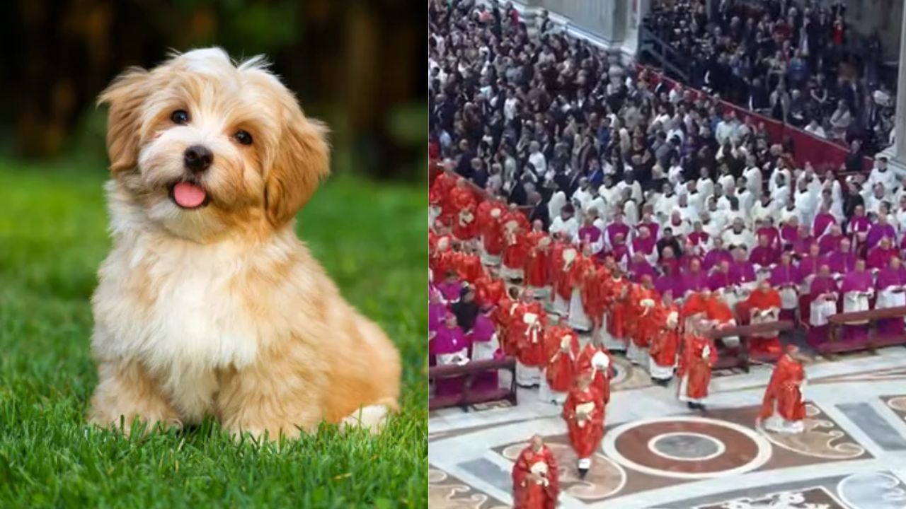 Perrito disfrazado de papa en la Plaza de San Pedro