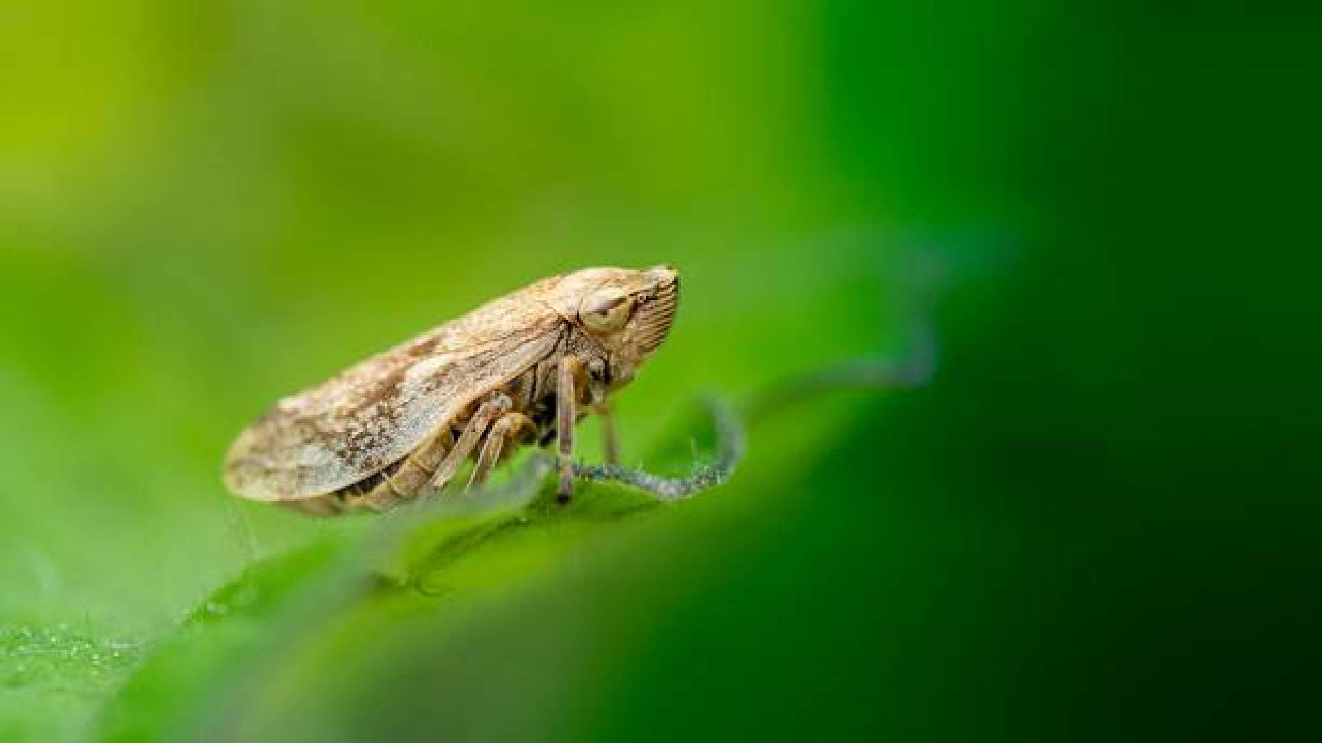 ¿Qué es el Osbornullus salsus y cómo afecta a la salud de las personas?