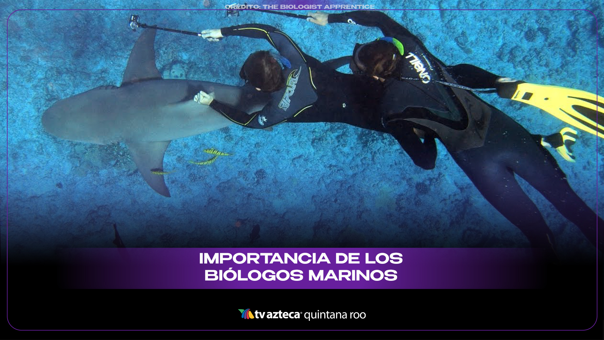 Descubre el papel crucial de los biólogos en el océano