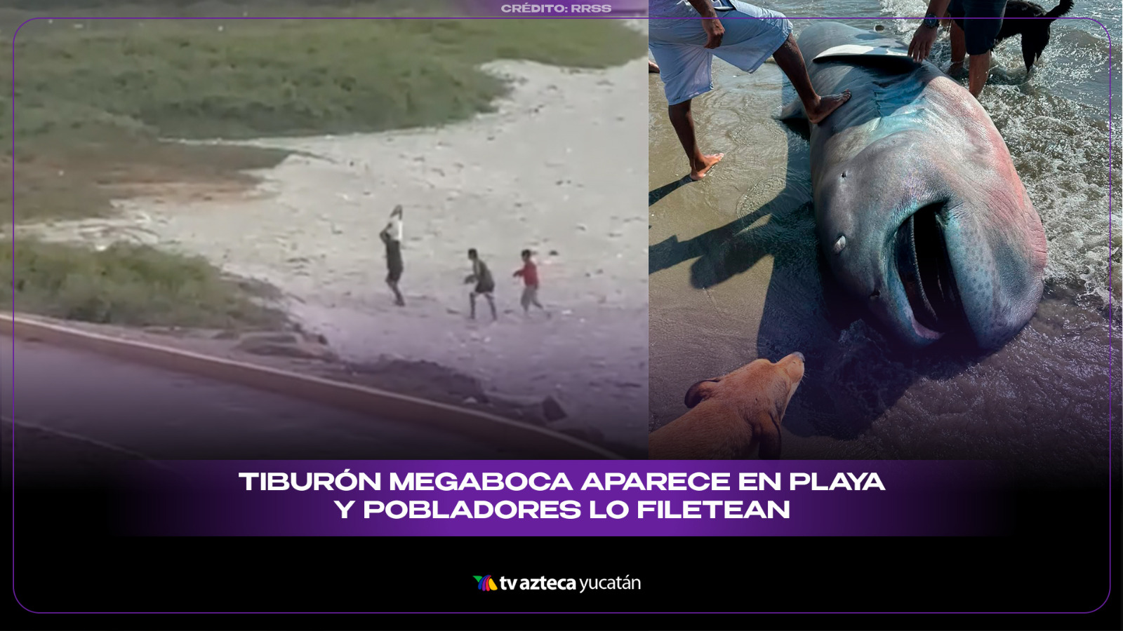 Raro tiburón megaboca aparece en playas de Perú y termina fileteado