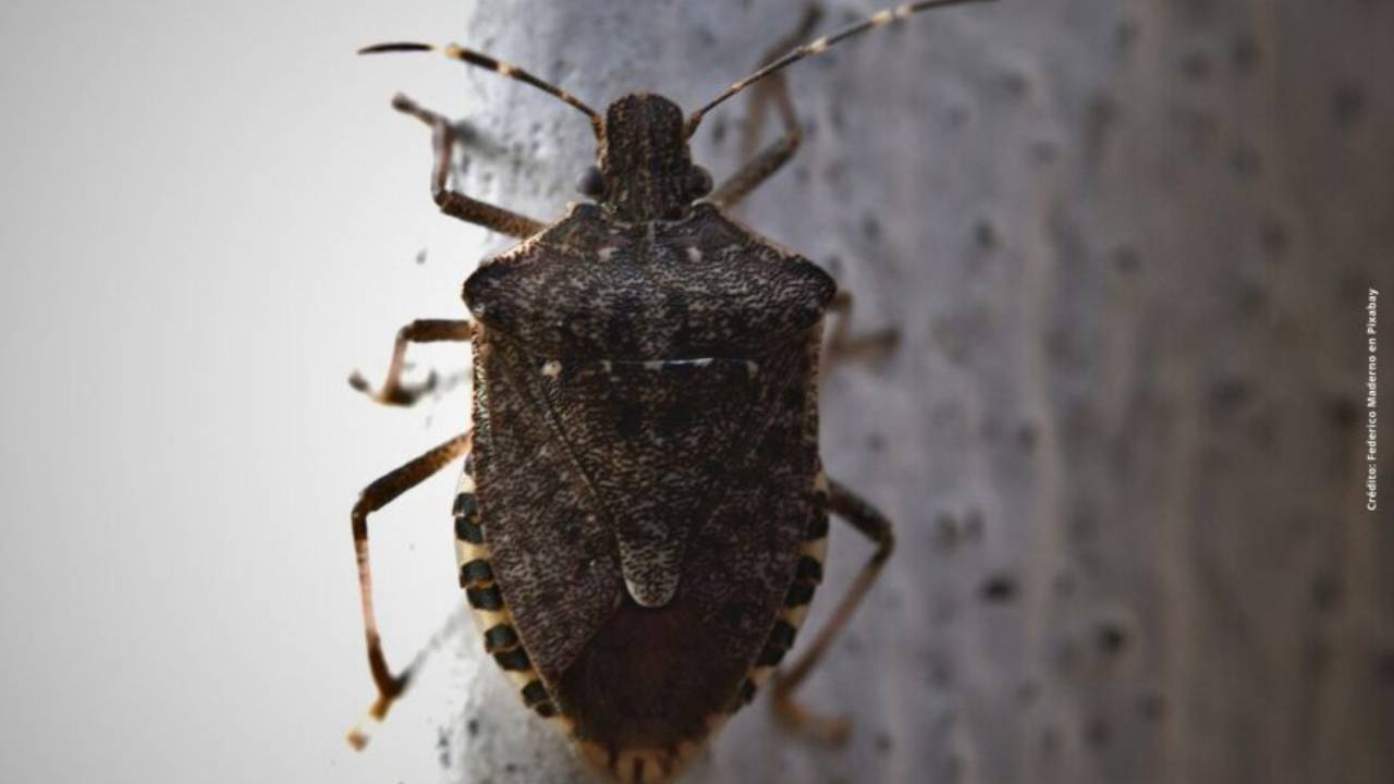 Datos sobre la plaga de chinches que necesitas saber