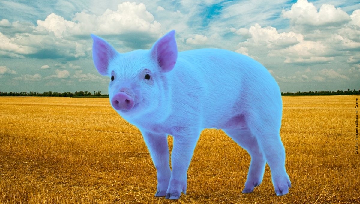 Cerdos color azul neón: qué son y porqué aparecieron en California