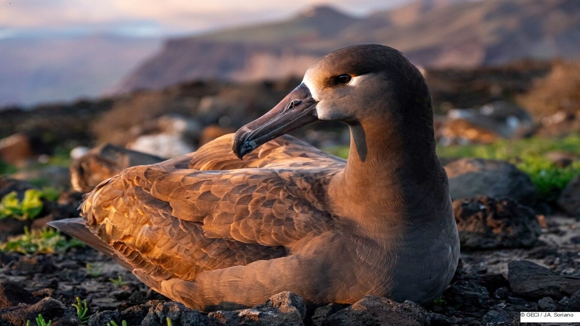Regresa el primer albatros patas negras criado en la Reserva de la ...