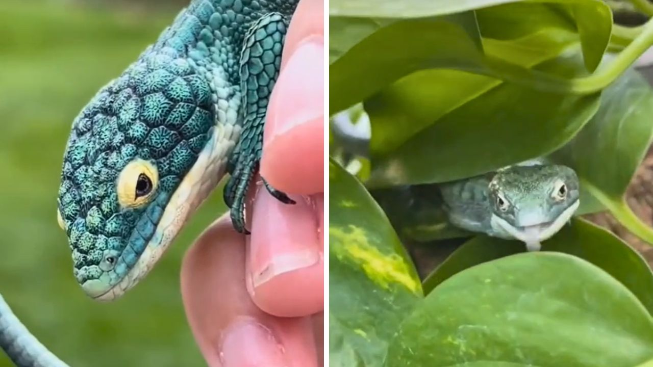 ¿Qué se sabe del reptil conocido como dragoncito azul que vive en Veracruz?