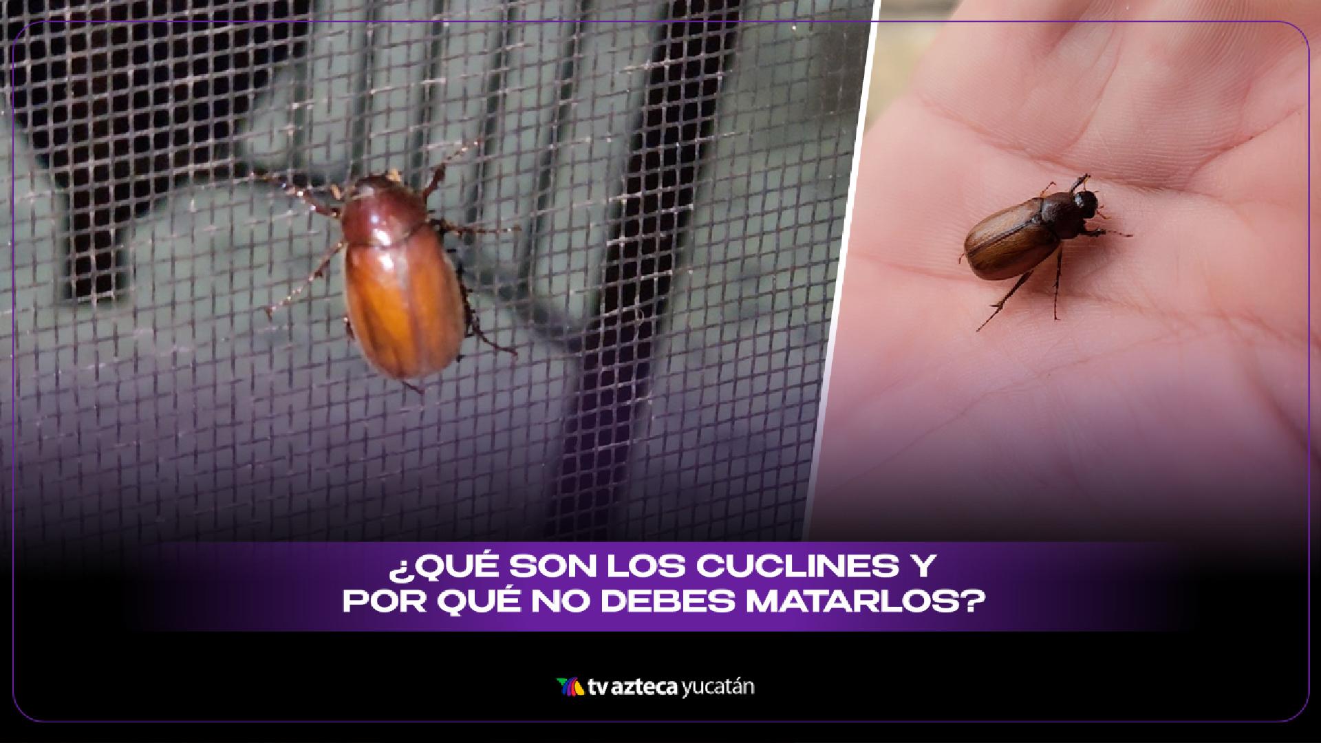¿Por qué no debes matar a los cuclines? Estos escarabajos son vitales ...