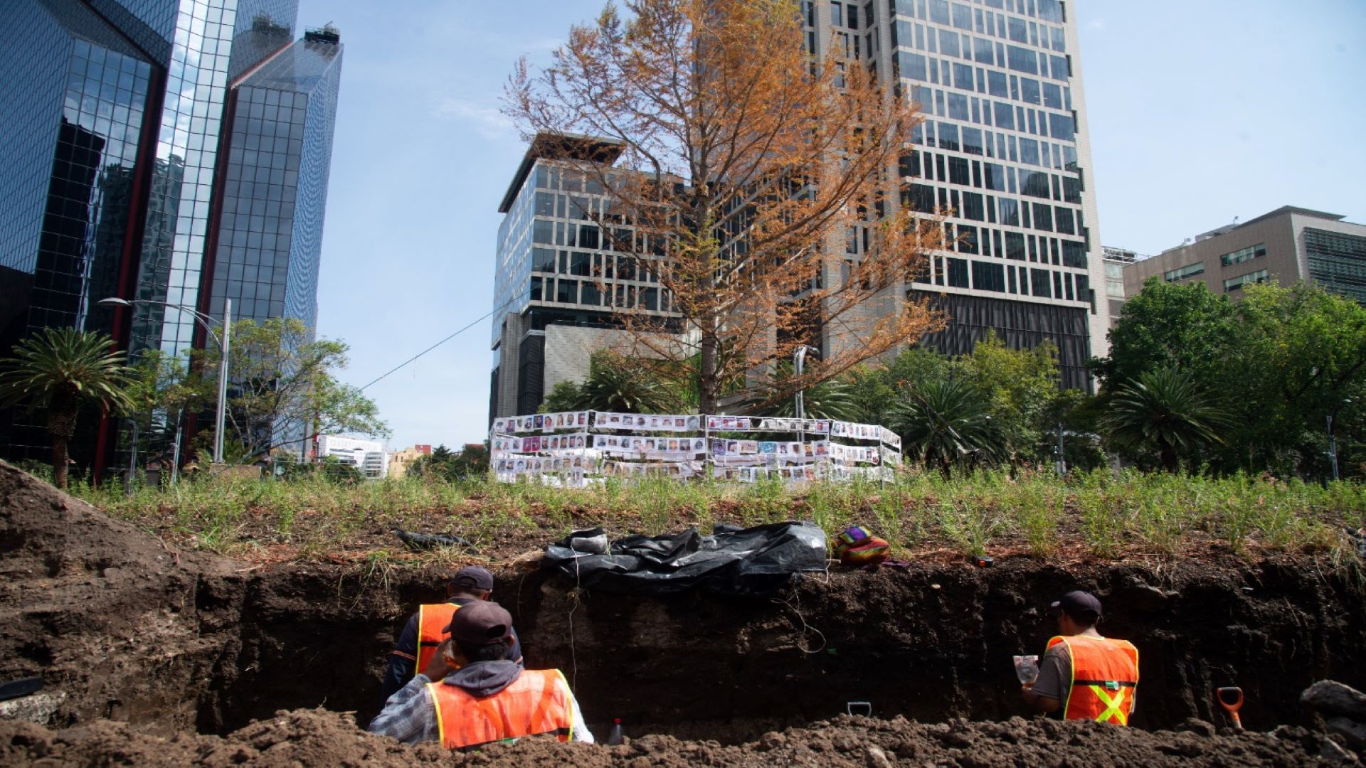 Cómo va el ahuehuete de Paseo de la Reforma
