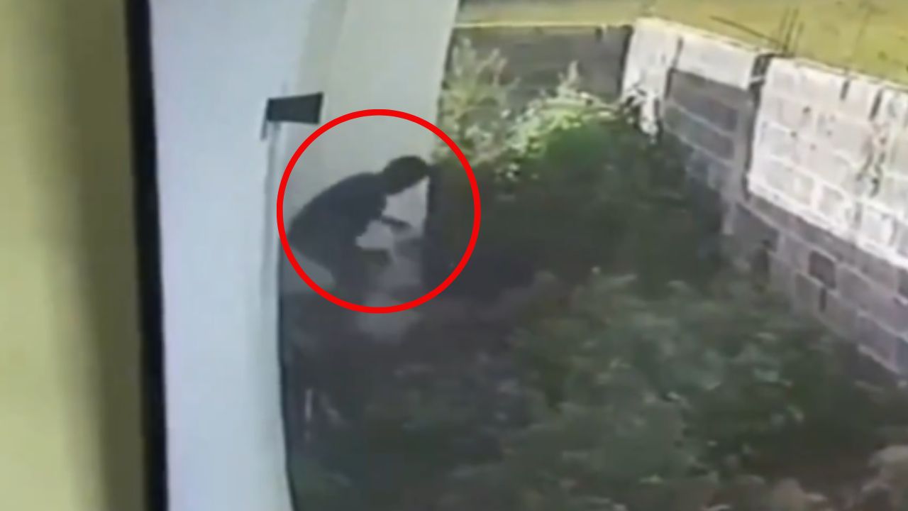 😳 VIDEO: Perros pitbull atacan a ladrón que sacaba cosas de una casa