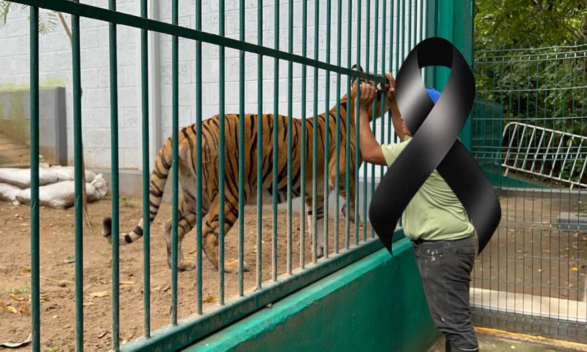 ¿De qué murió Ronda, tigresa del Zoológico de Veracruz?