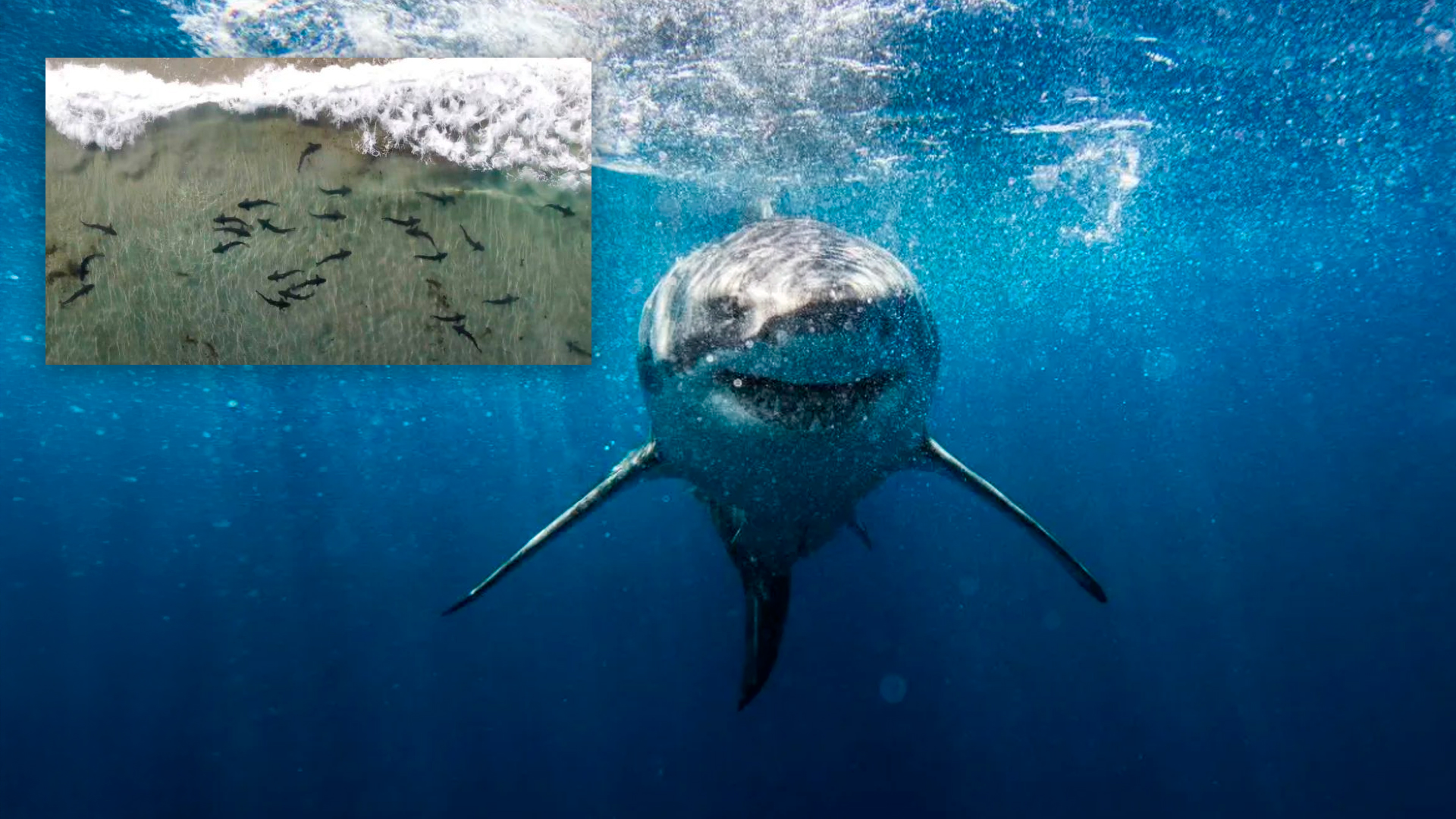 5 playas de México con más tiburones: especies que se encuentran ...