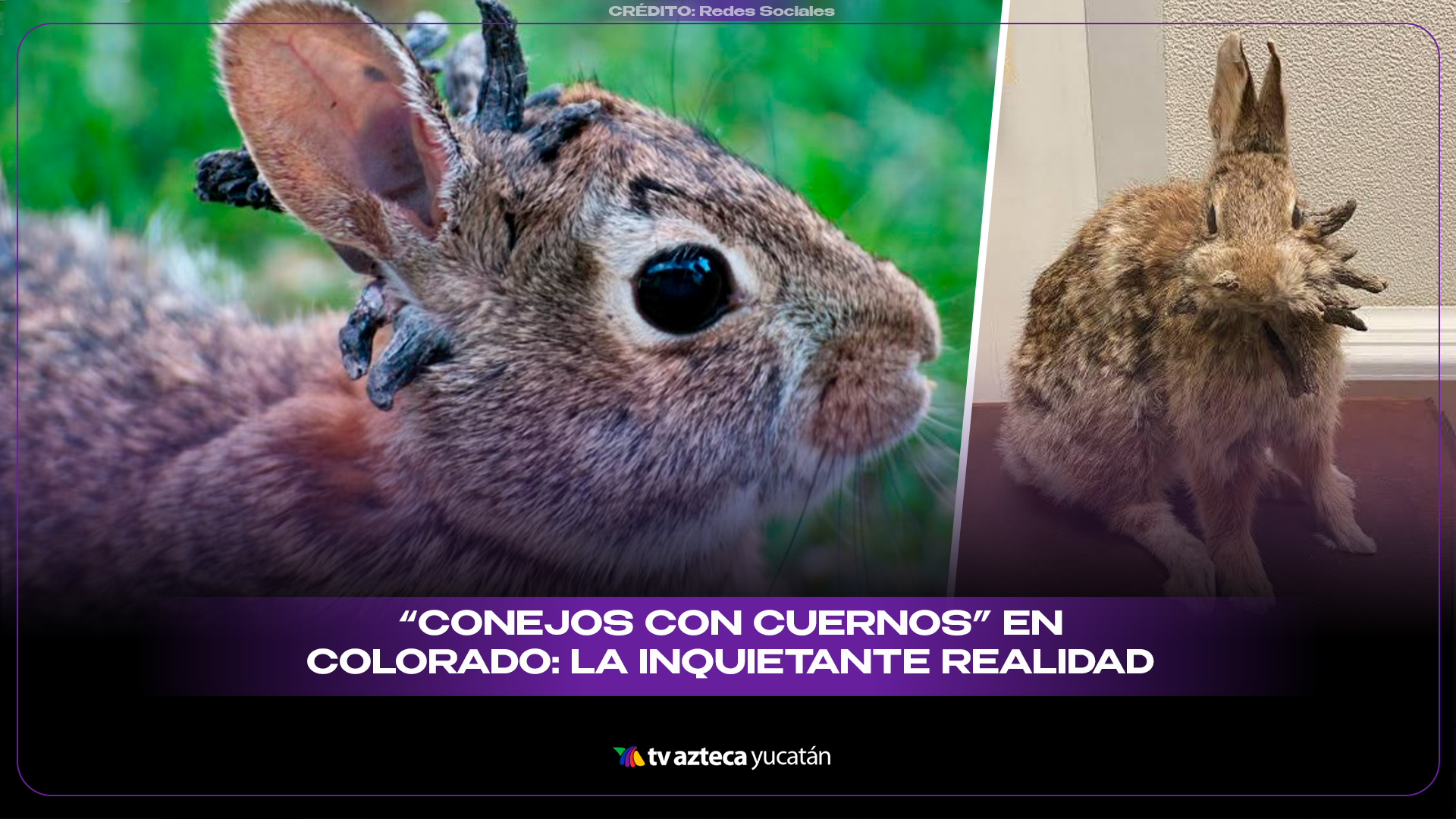 “Conejos con cuernos” en Colorado: la enfermedad real detrás de las ...