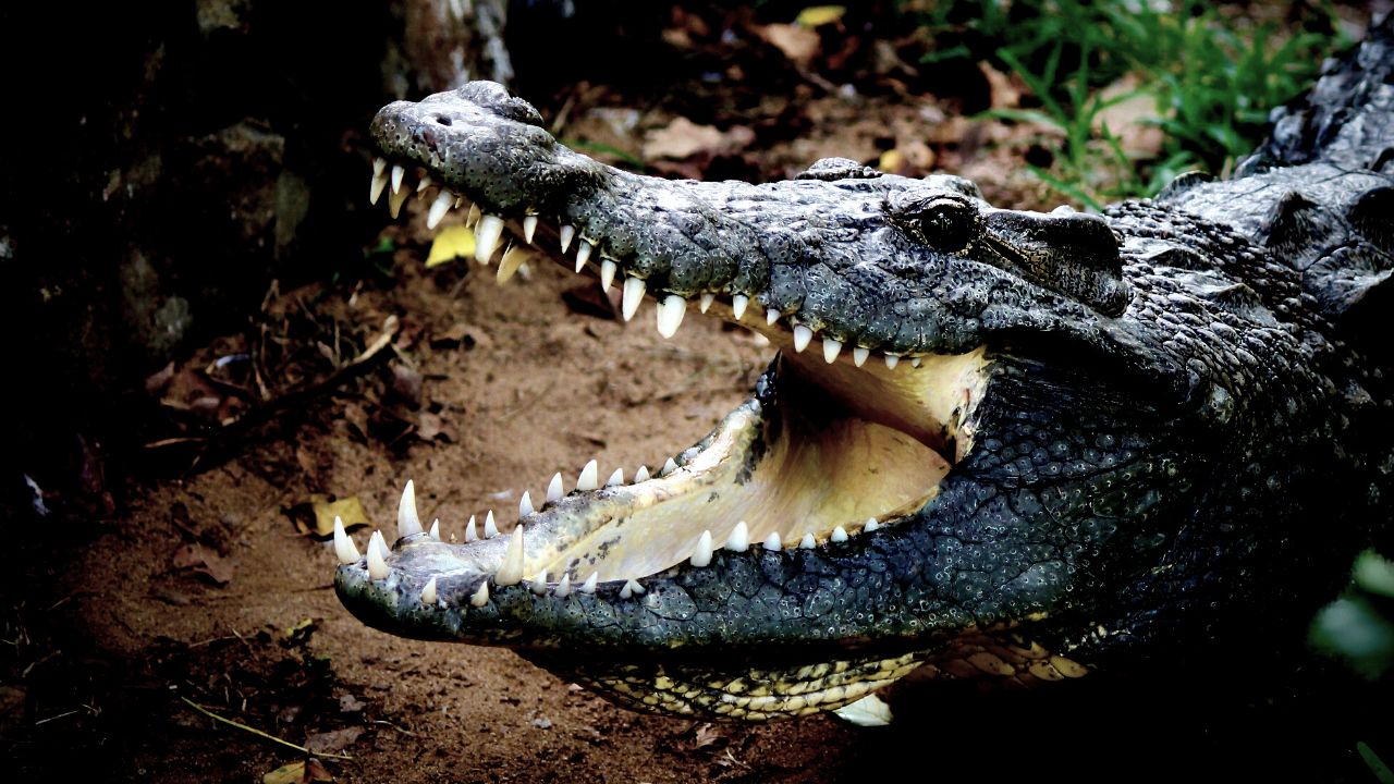 Florida: Niño de 2 años es hallado muerto en la boca de un caimán