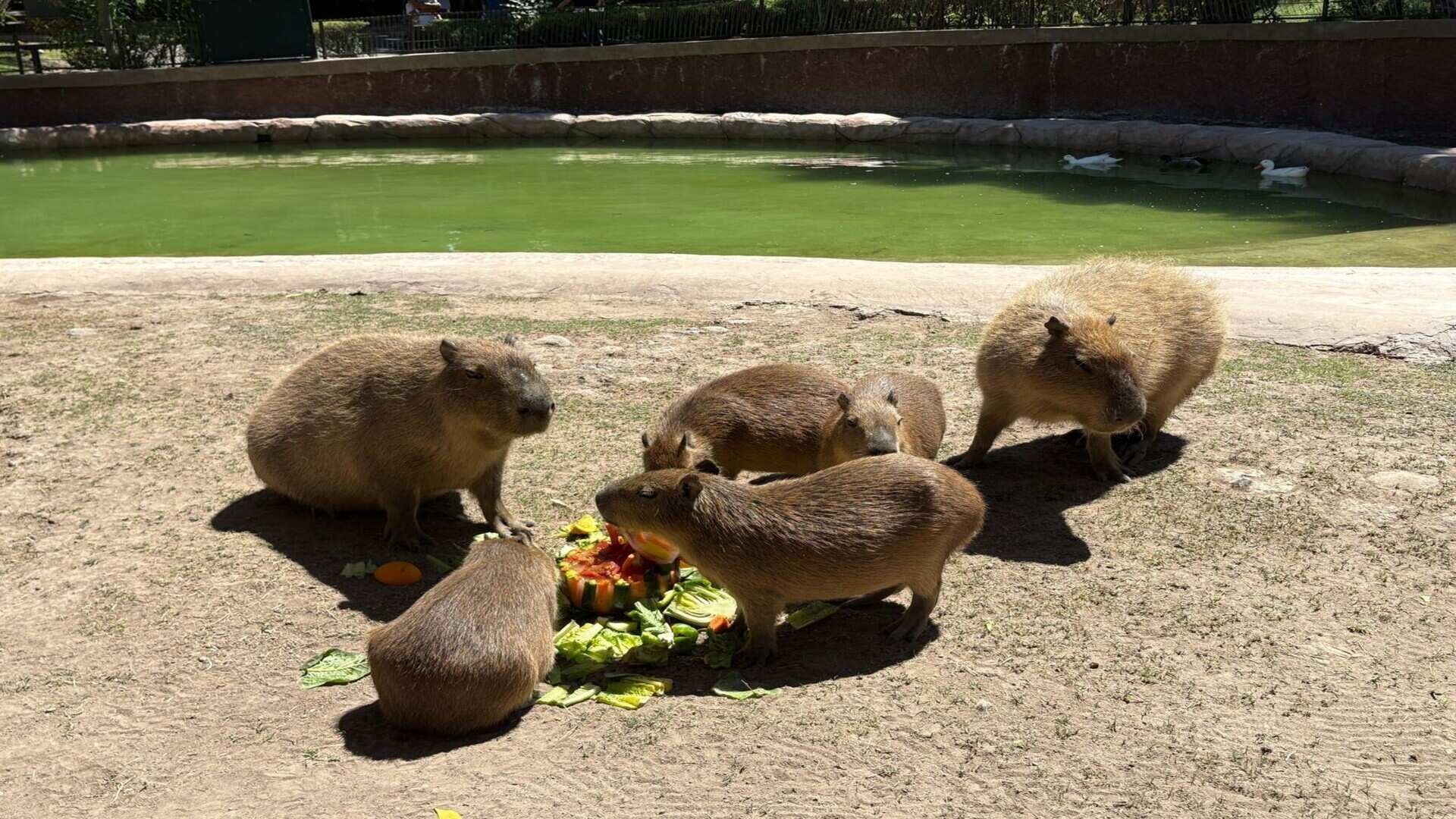 Zoológico Guadalajara una opción para visitar estas vacaciones