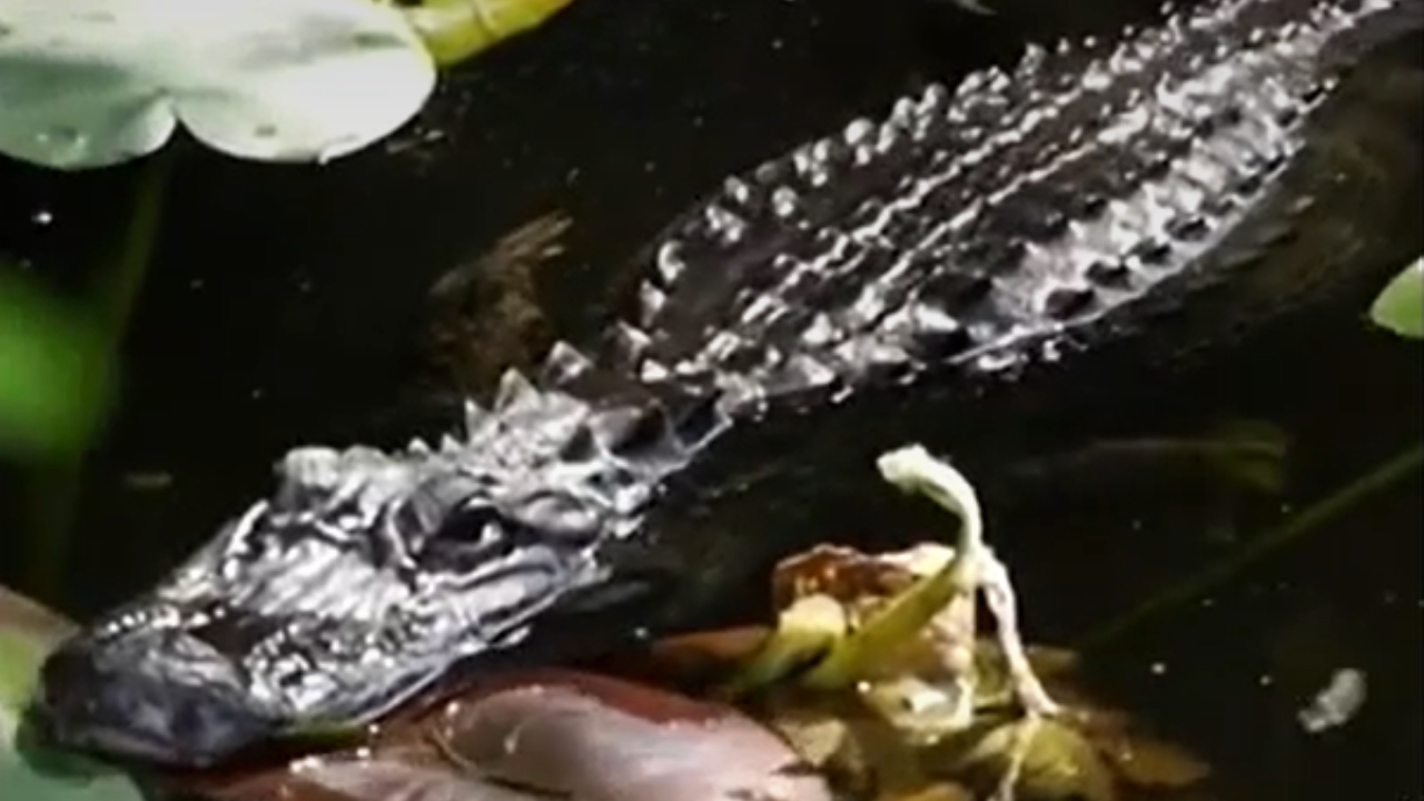 Rechazan Alligator Alcatraz, el centro de Trump para migrantes en ...