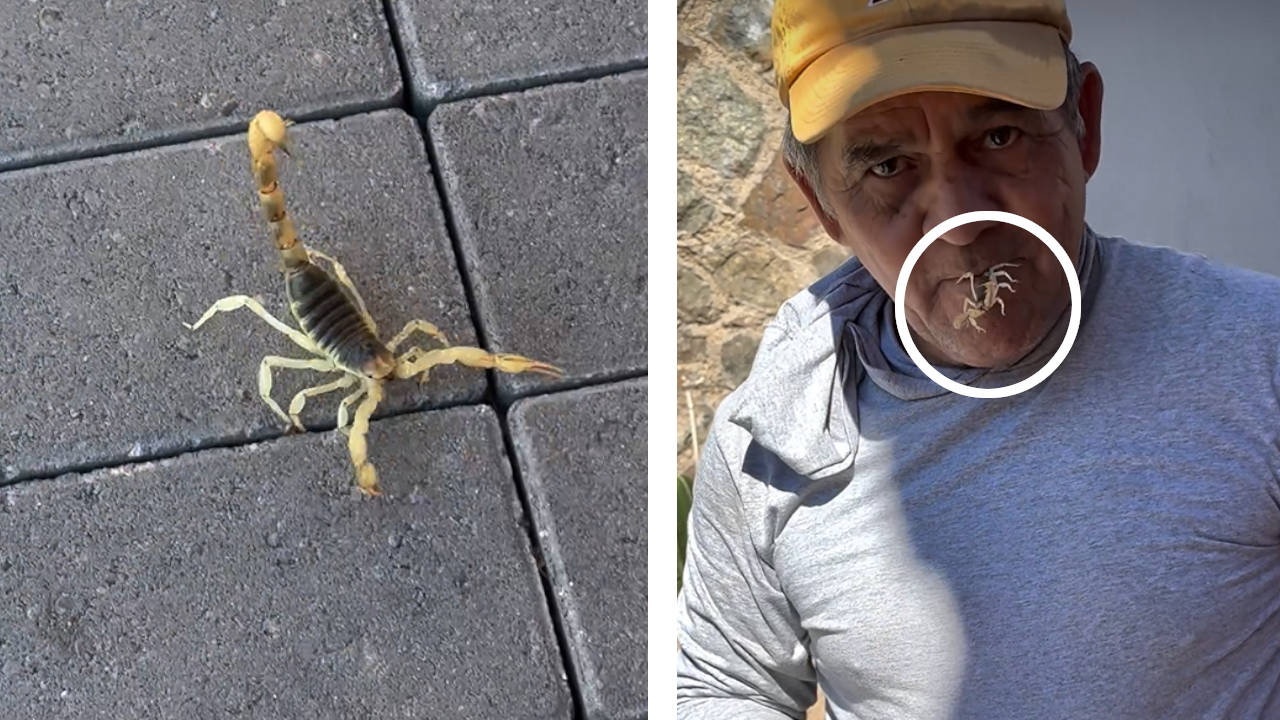 Hombre se come un alacrán vivo y así lo presume