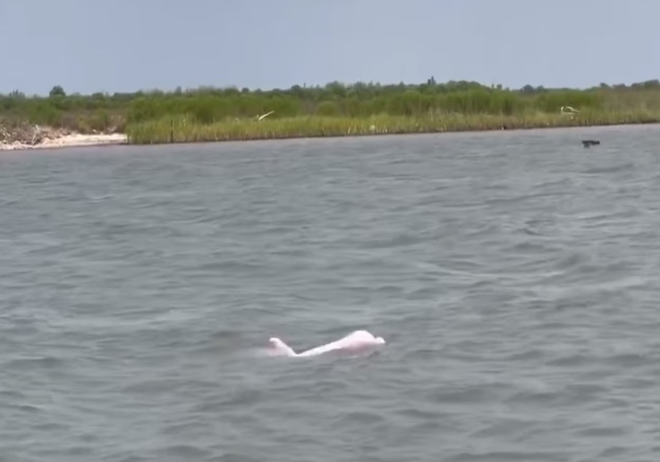Delfines rosas aparecen en el Golfo de México