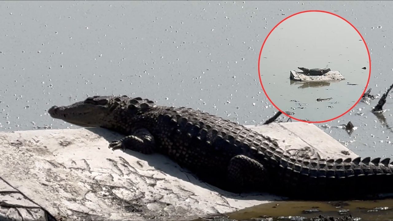 VIDEO: Reaparece cocodrilo en Cuautitlán Izcalli y aseguran que hay 3 ...