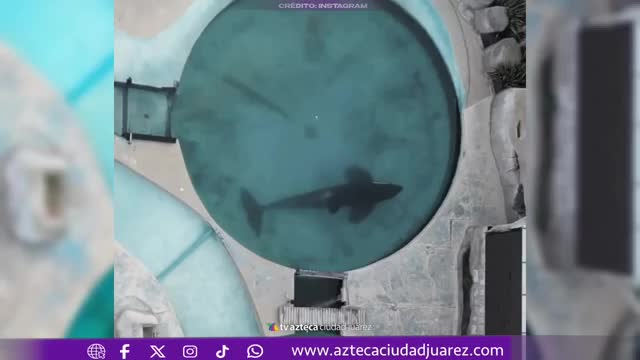 ¿Quién era Shamenk, la orca que vivió décadas en cautiverio?