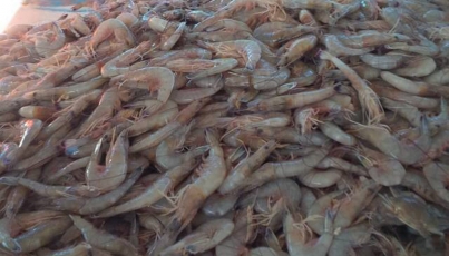 Declaran veda temporal para capturar camarón en el Golfo de México y el ...