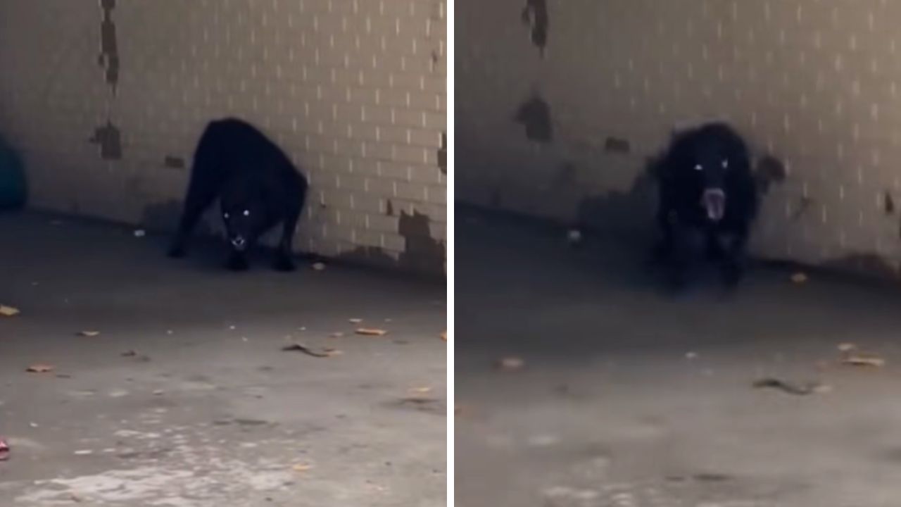 ¿Qué se sabe del video de perro demonio de TikTok?