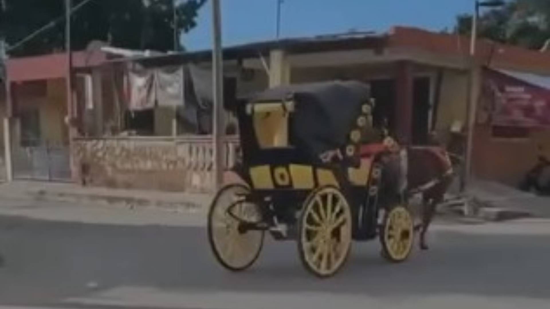 Video viral de caballo desbocado en Izamal