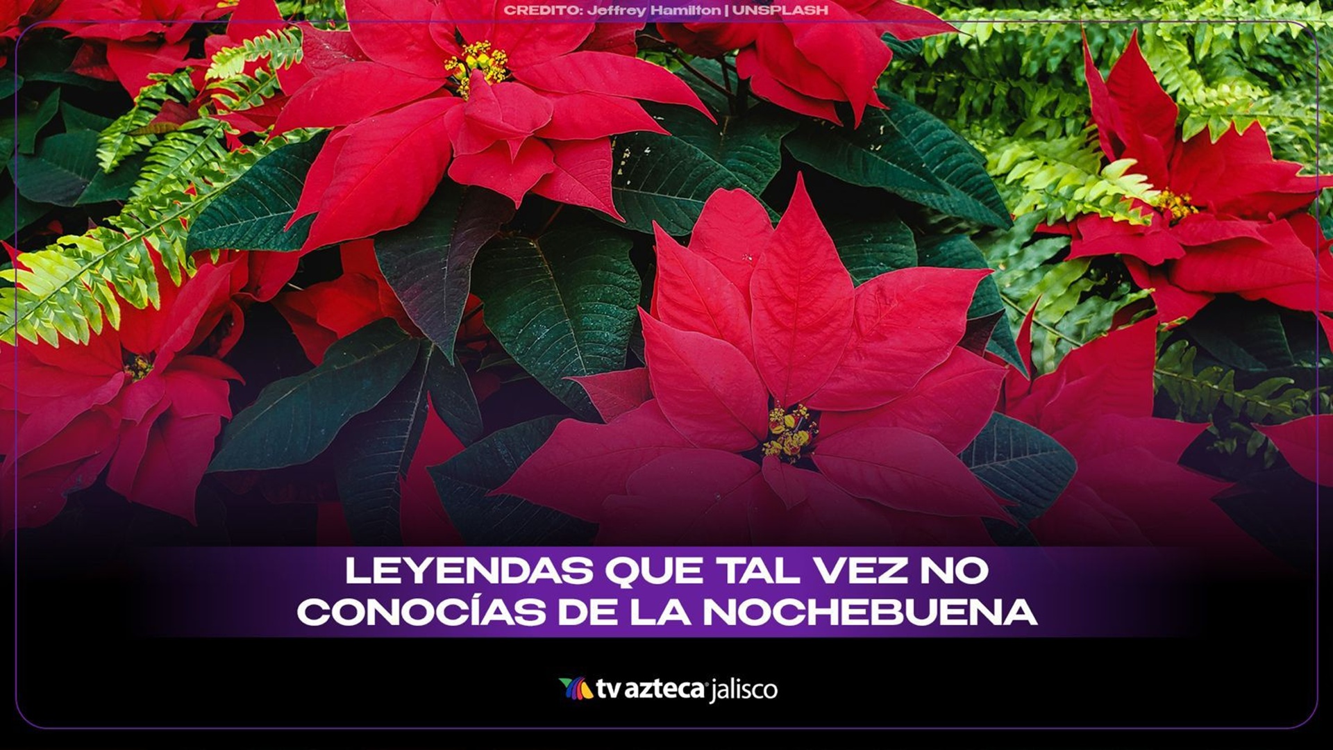 Leyendas de la flor de nochebuena en México: su origen, simbolismo y ...