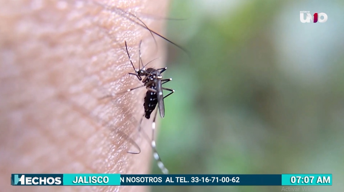 Autoridades declaran alerta en Jalisco por el mosquito del dengue